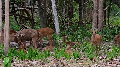 The Eld's Deer is an Endangered species ... | Stock Video | Pond5