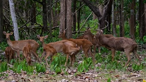 The Eld's Deer is an Endangered species ... | Stock Video | Pond5