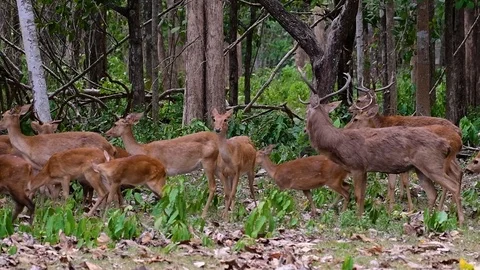 The Eld's Deer is an Endangered species ... | Stock Video | Pond5