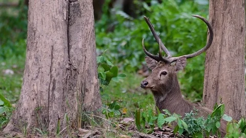 The Eld's Deer is an Endangered species ... | Stock Video | Pond5