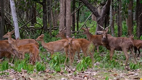 The Eld's Deer is an Endangered species ... | Stock Video | Pond5