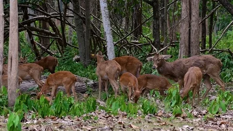 The Eld's Deer is an Endangered species ... | Stock Video | Pond5