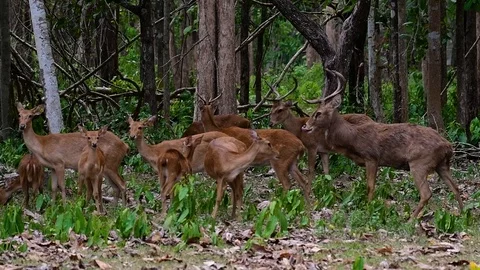 The Eld's Deer is an Endangered species ... | Stock Video | Pond5