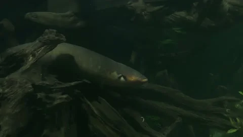 Electric eel pond lake river underwater ... | Stock Video | Pond5