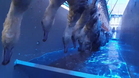 Slaughter Stock Video Footage | Royalty Free Slaughter Videos | Pond5