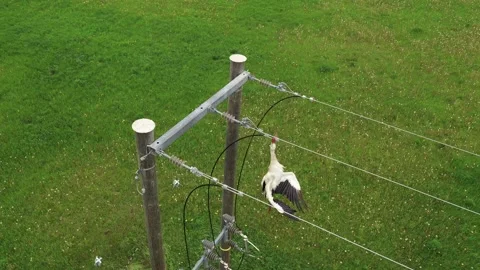 Electrocuted white stork caught in power... | Stock Video | Pond5