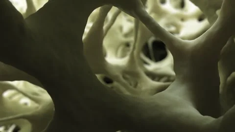 Bone Tissue Stock Video Footage | Royalty Free Bone Tissue Videos | Pond5