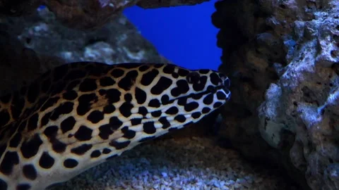 Elegant leopard moray eel exploring vibr... | Stock Video | Pond5