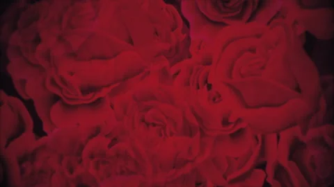 Elegant Red Roses Floral Motion Backgrou... | Stock Video | Pond5