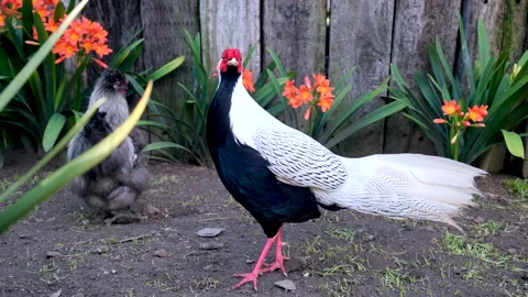 Sanctuary Outinl Stock Videos – Royalty-Free HD & 4K Videos