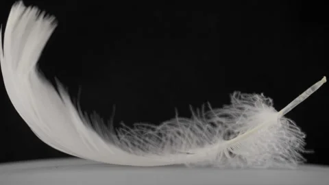 Elegant white feather falling slowly on ... | Stock Video | Pond5