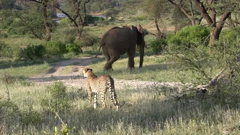 An elephant and a cheetah showing respec... | Stock Video | Pond5
