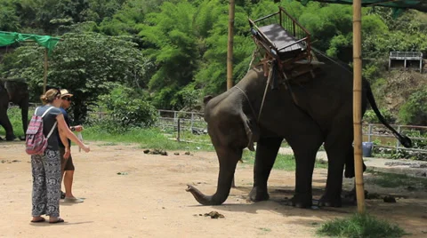 Bowing Down Stock Video Footage | Royalty Free Bowing Down Videos | Pond5