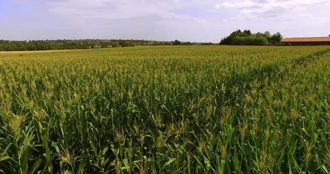 Elephant corn maze low aerial 4k | Stock Video | Pond5
