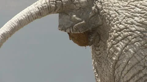 Elephant Defecate Stock Video Footage | Royalty Free Elephant Defecate ...