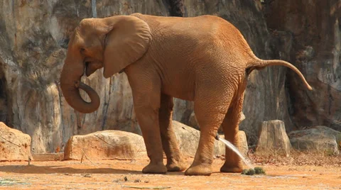 Elephant Defecate Stock Videos – Royalty-Free HD & 4K Videos