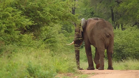Elephants Poop Stock Video Footage | Royalty Free Elephants Poop Videos ...