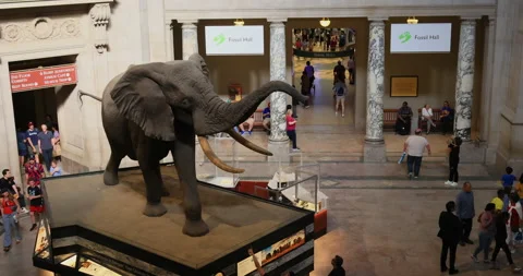 Elephant display crowd natural history m... | Stock Video | Pond5