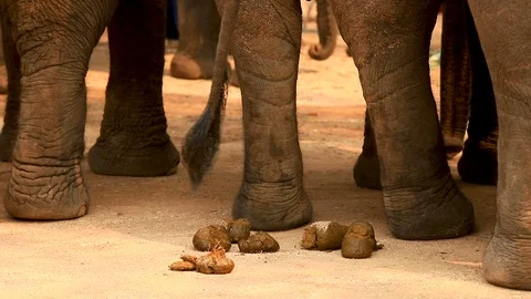 Elephant Pooping Stock Videos – Royalty-Free HD & 4K Videos