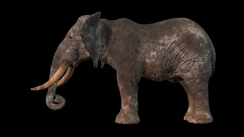 Elephant Alpha Stock Video Footage | Royalty Free Elephant Alpha Videos ...