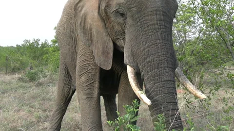 Elephant Pooping Stock Videos – Royalty-Free HD & 4K Videos