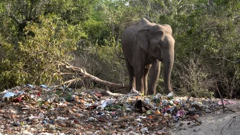 Elephant eating from trash mound in Kuma... | Stock Video | Pond5