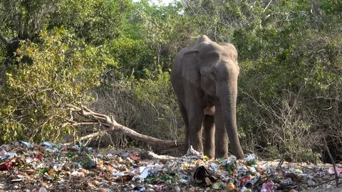 Elephant eating from trash mound in Kuma... | Stock Video | Pond5