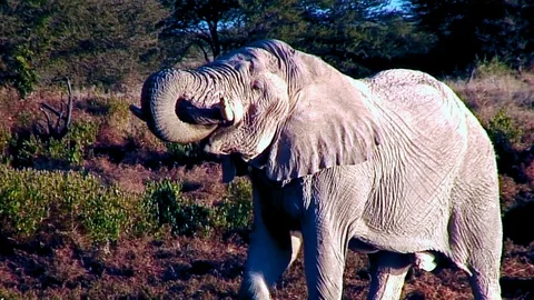 Elephant in Frame: Walking Out of Frame | Stock Video | Pond5