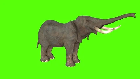 Elephant Idle Green Screen Animation and... | Stock Video | Pond5