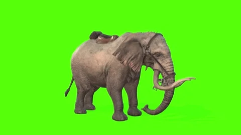 Elephant idle Green Screen Animation 3D ... | Stock Video | Pond5