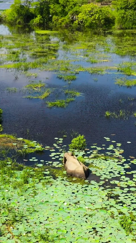 Elephant In Reserve Stock Videos – Royalty-Free HD & 4K Videos