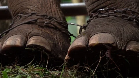 Elephant Leg Captured in Chain. Close up... | Stock Video | Pond5