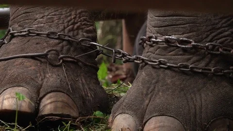 Elephant Leg Captured in Chain. Close up... | Stock Video | Pond5