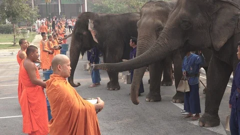 Elephant monk activity monk group on the... | Stock Video | Pond5
