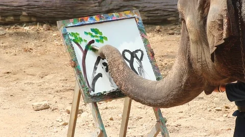 Picture Of Mamal Stock Videos – Royalty-Free HD & 4K Videos