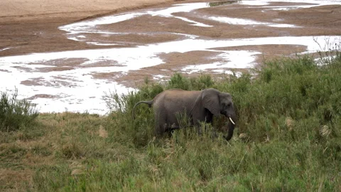 Elephant Pooping Stock Videos – Royalty-Free HD & 4K Videos