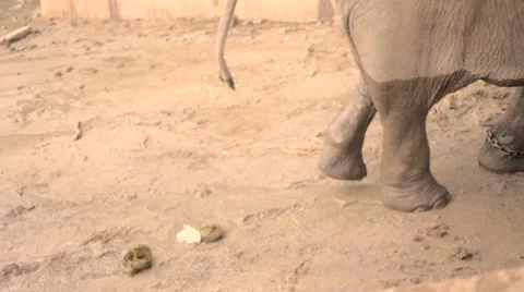 Elephant Pooping Stock Videos – Royalty-Free HD & 4K Videos