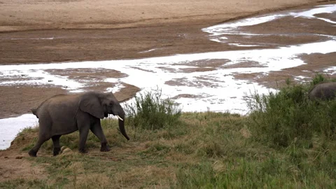 Elephant Pooping Stock Videos – Royalty-Free HD & 4K Videos