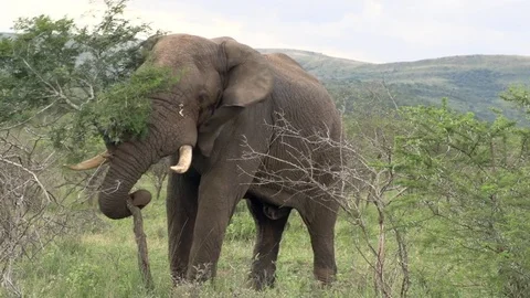 Elephant Stock Video Footage | Royalty Free Elephant Videos | Pond5