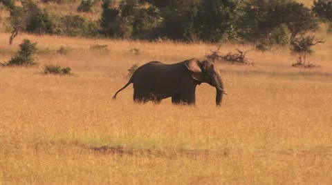 Elephant Run Stock Footage ~ Royalty Free Stock Videos | Pond5