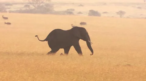 Elephant Run Stock Footage ~ Royalty Free Stock Videos | Pond5