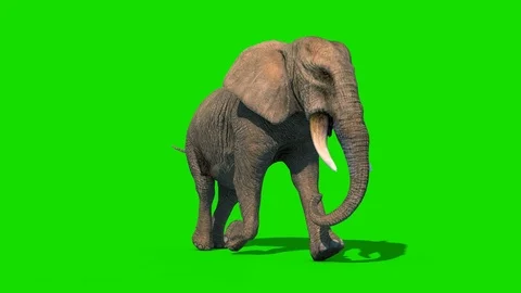 Elephant Runcycle Short Tusks Loop Front... | Stock Video | Pond5