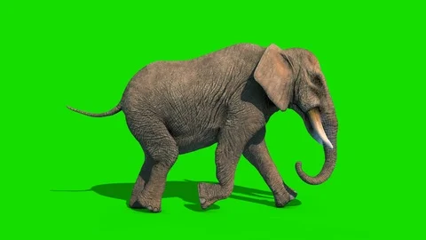 Elephant Runcycle Short Tusks Loop Side ... | Stock Video | Pond5