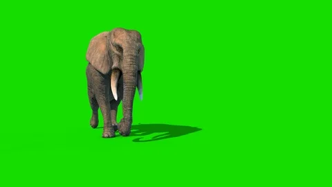 Elephant Green Screen Stock Footage ~ Royalty Free Stock Videos | Pond5