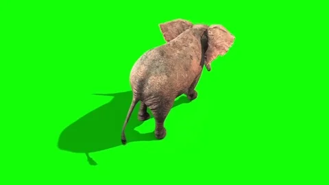Elephant Green Screen Stock Footage ~ Royalty Free Stock Videos | Pond5