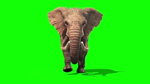 Elephant Runs Static Front Green Screen | Stock Video | Pond5