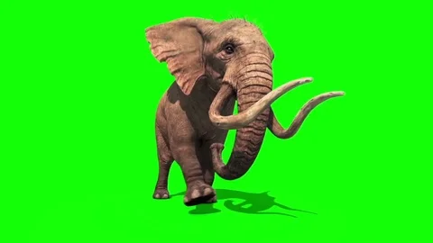 Elephant Green Screen Stock Footage ~ Royalty Free Stock Videos | Pond5