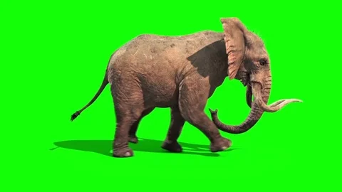 Elephant Runs Static Side Green Screen | Stock Video | Pond5