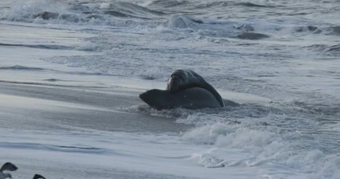 Bull Cow Sex Stock Videos – Royalty-Free HD & 4K Videos