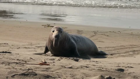 Seal Moving Stock Footage ~ Royalty Free Stock Videos | Pond5